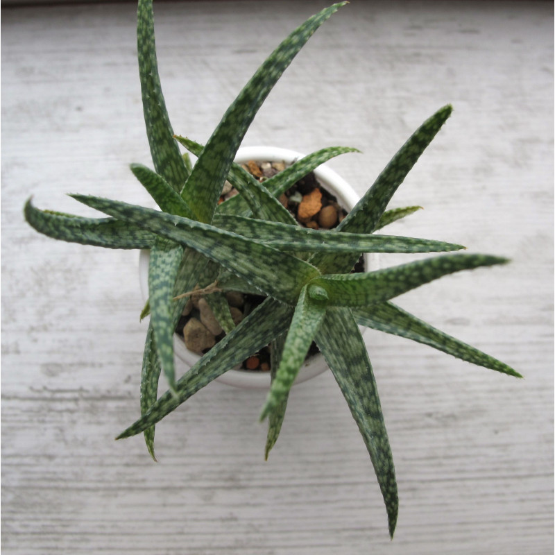 Суккуленты :: Алоэ и гастерии :: Aloe rauhii 'Snowflake'