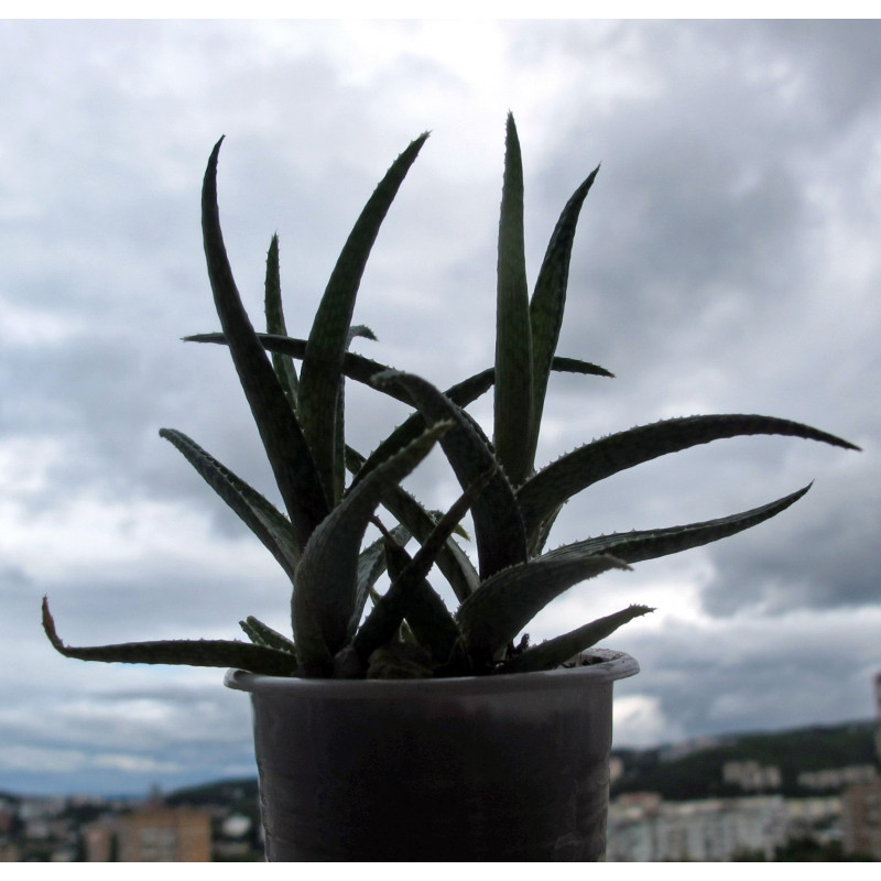 Суккуленты :: Алоэ и гастерии :: Aloe rauhii 'Snowflake'